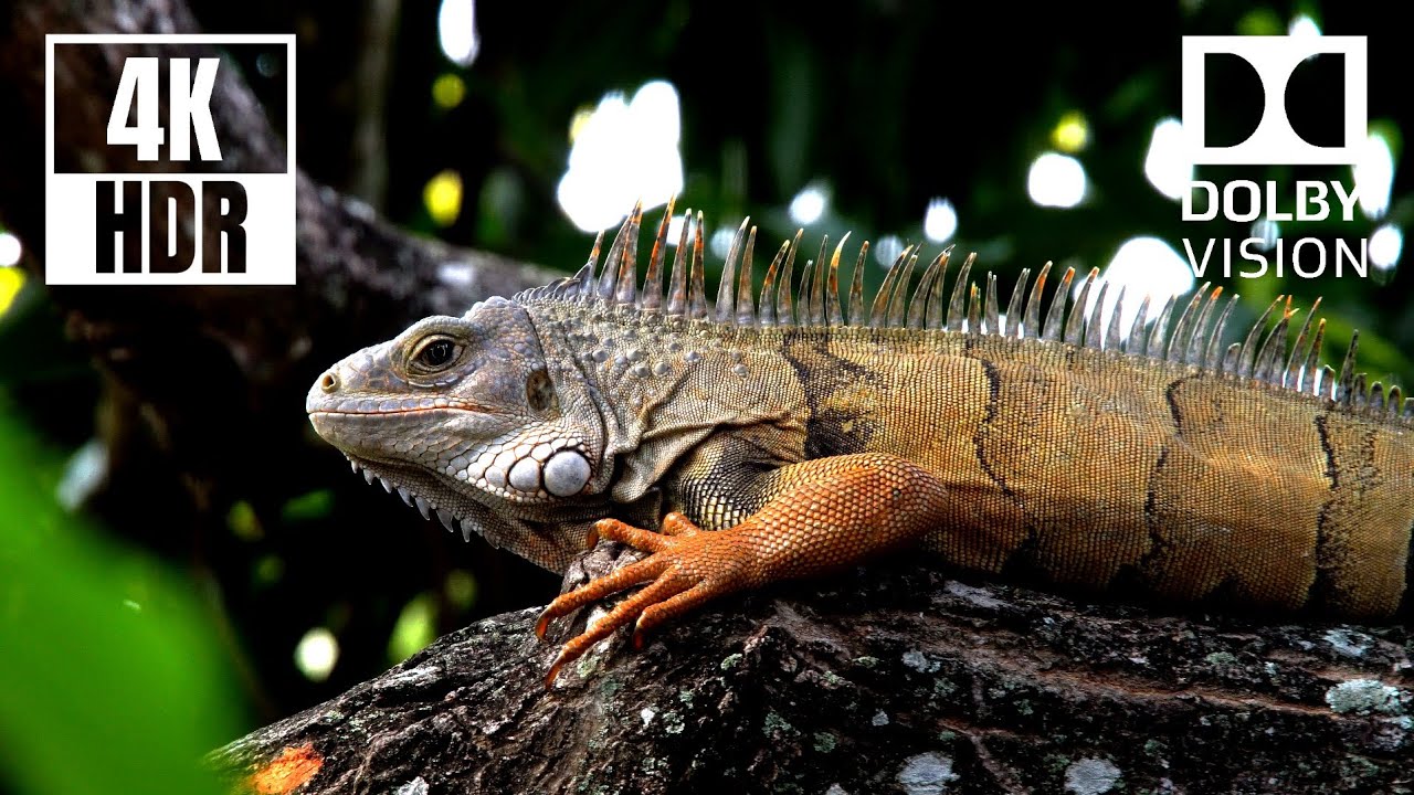 4K HDR 60FPS DOLBY VISION - Colorful Chameleon - Scenic Wildlife Film ...
