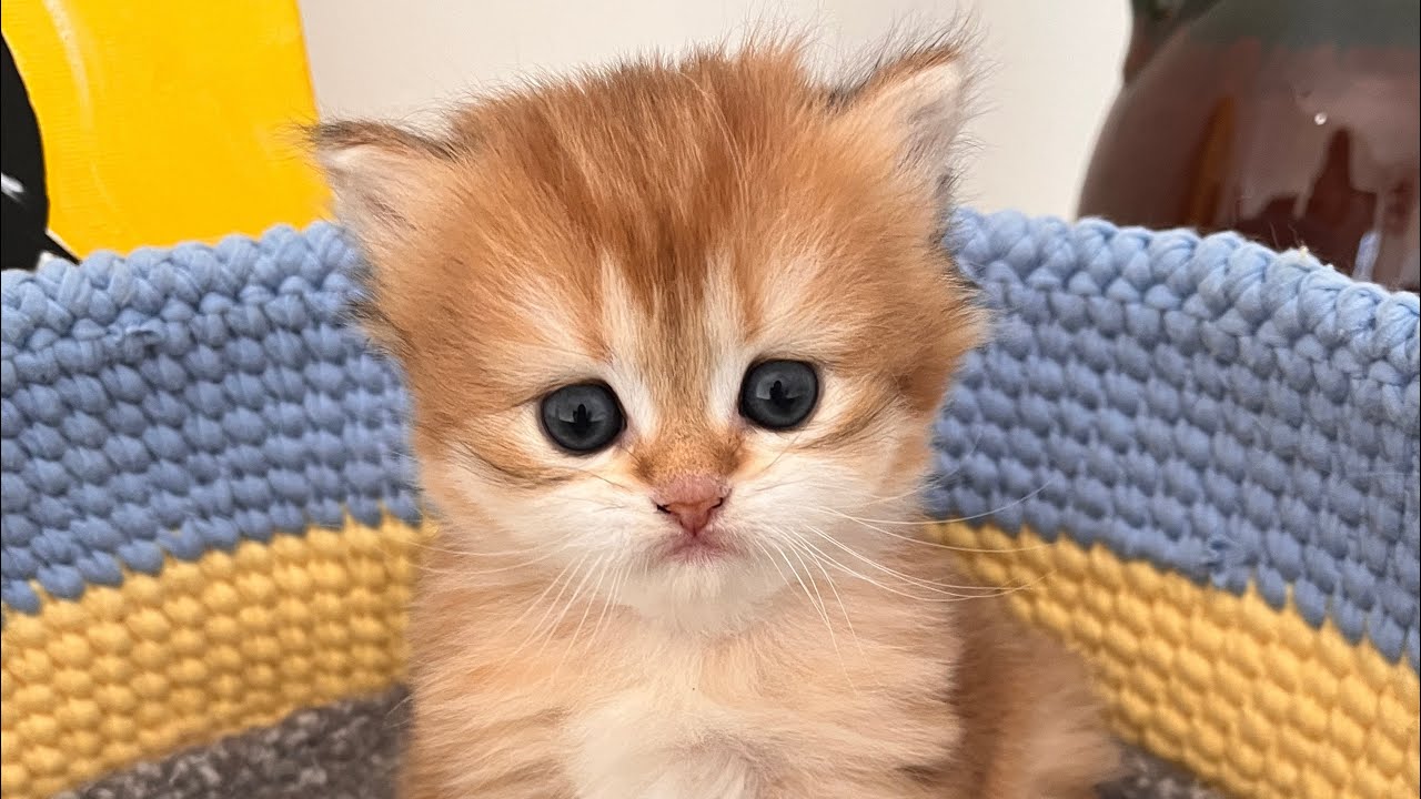 Kitten Amelia meets a cat. And rejoices when her stomach is scratched ...