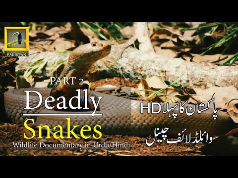 Deadly Snakes Africa Wildlife Documentary In Urdu & Hindi Part 2 #discoverpakistan #deadlysnake