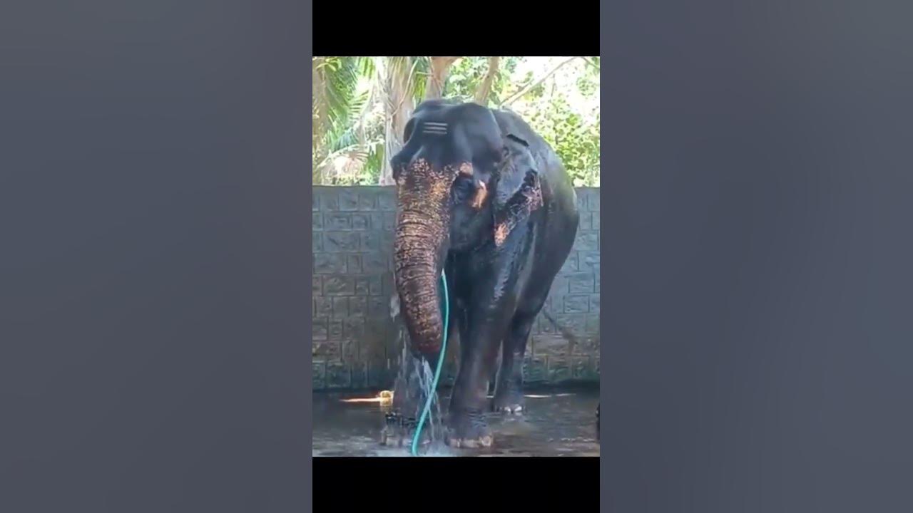එයා තනියම නානවා ️ ️ Youtube
