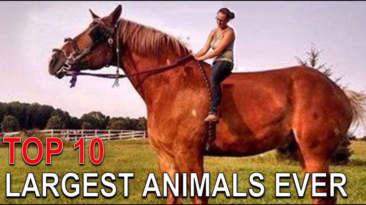 Top 10 Biggest Animals Ever of their Kind - YouTube