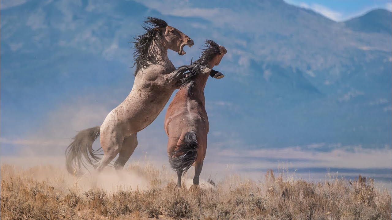 Wild Stories - YouTube