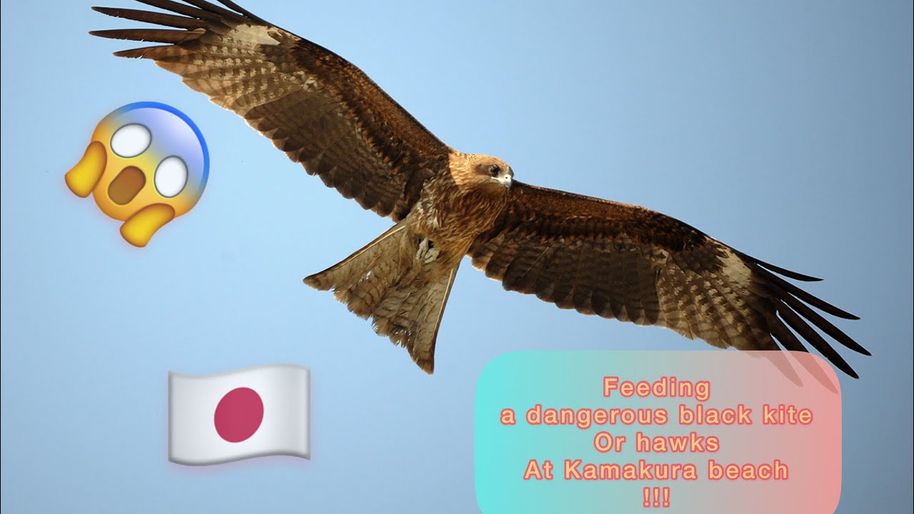 Kamakura day just feeding the black kite or Hawks dangerous bird of ...