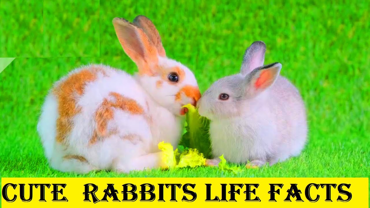 Rabbit | Cute Rabbit facts & detail | Cute Animal Rabbits as Pets ...