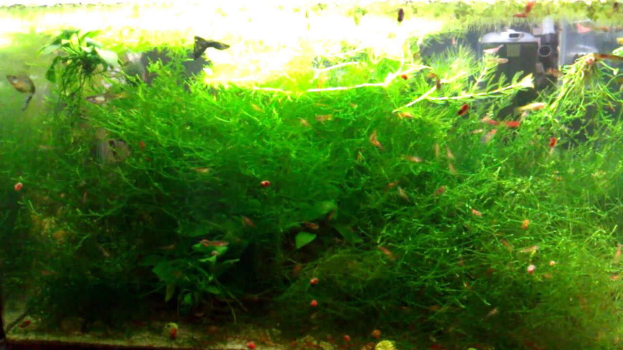 Red cherry/guppy tank with some really out of control moss - YouTube