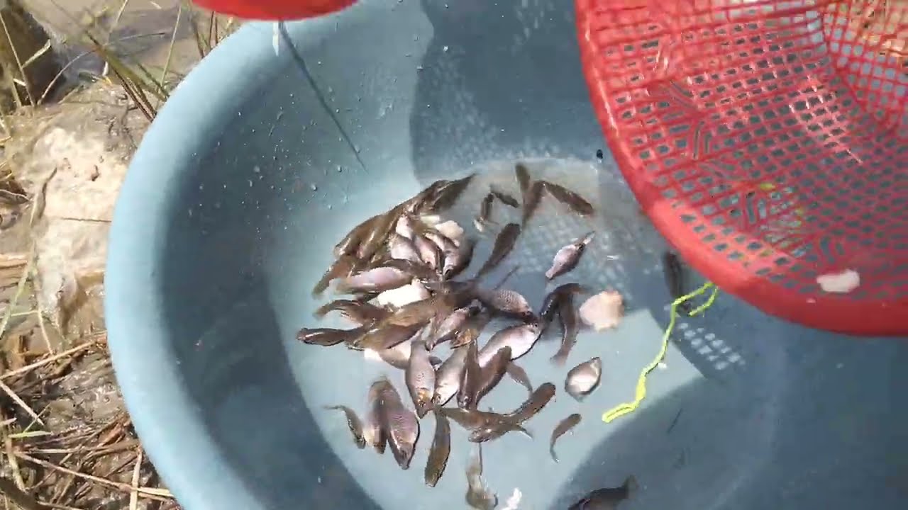 Menangkap ikan dengan alat sederhana - YouTube