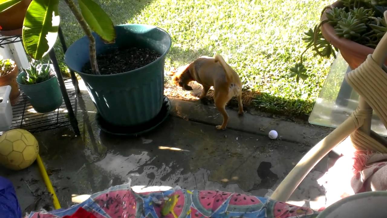 Lady vs sprinkler - YouTube