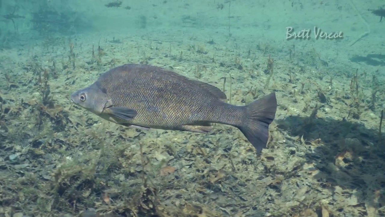 Silver perch of NSW - YouTube