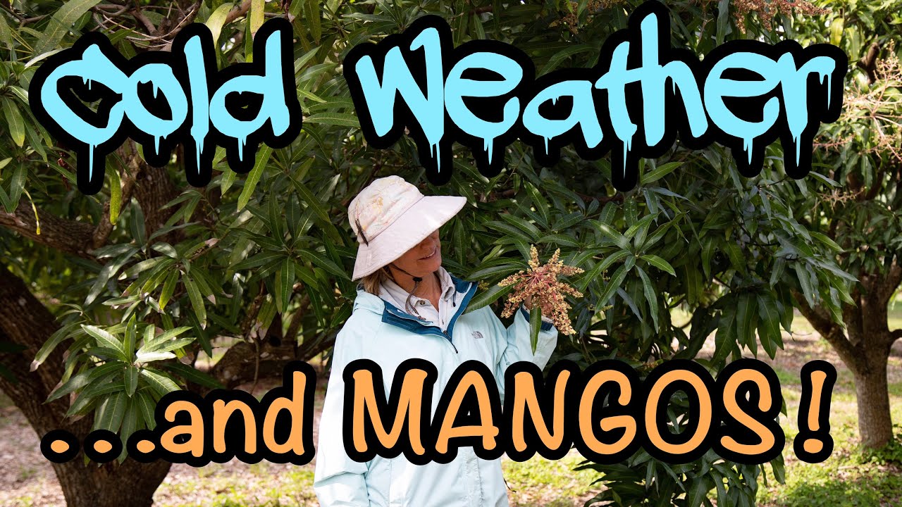 Cold Weather & Mangos - YouTube