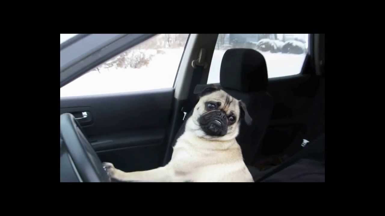Harley the Pug - First time Solo driving - YouTube