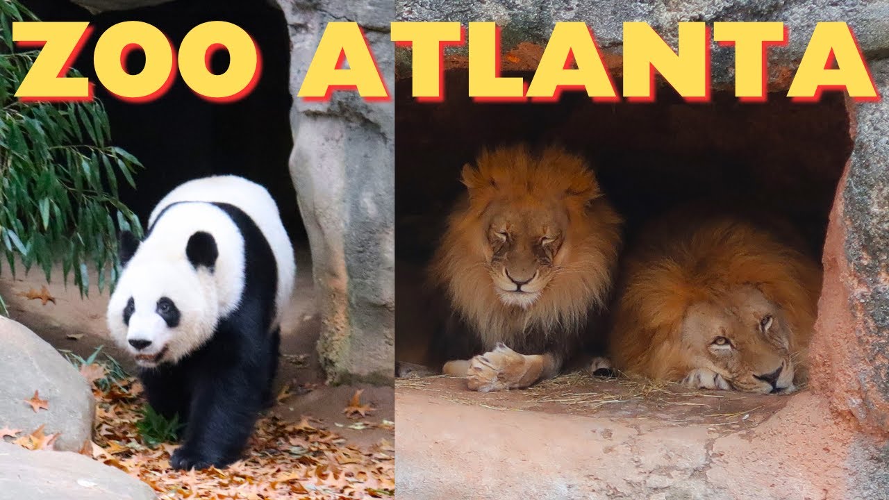 Zoo Atlanta Tour - Home of the Last Giant Pandas in America! Elephants ...