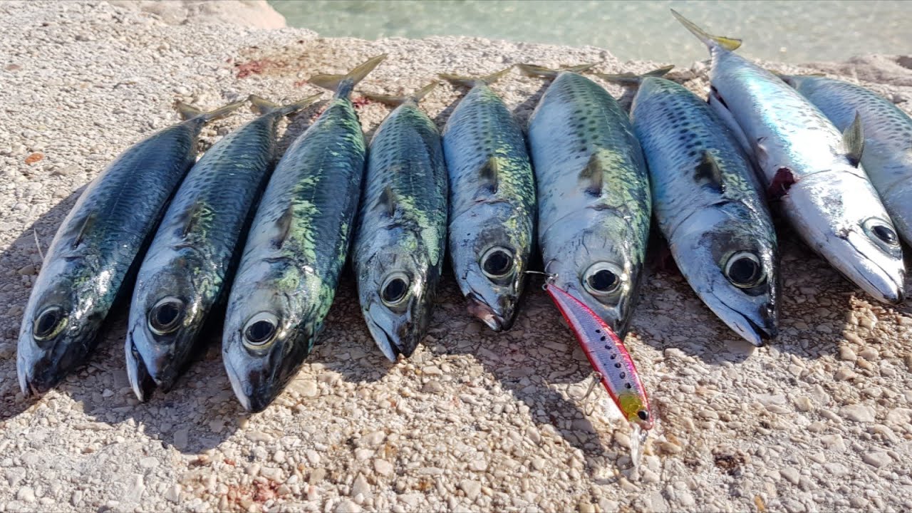 Mackerel Shore fishing Adriatic Sea (Selce) - YouTube