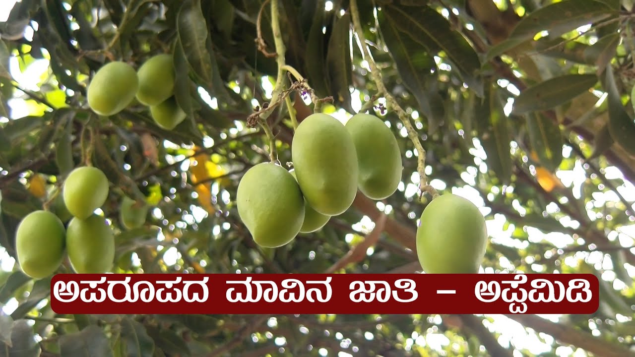 ಅಪರೂಪದ ಮಾವಿನ ಜಾತಿ - ಅಪ್ಪೆಮಿಡಿ - Appemidi - YouTube