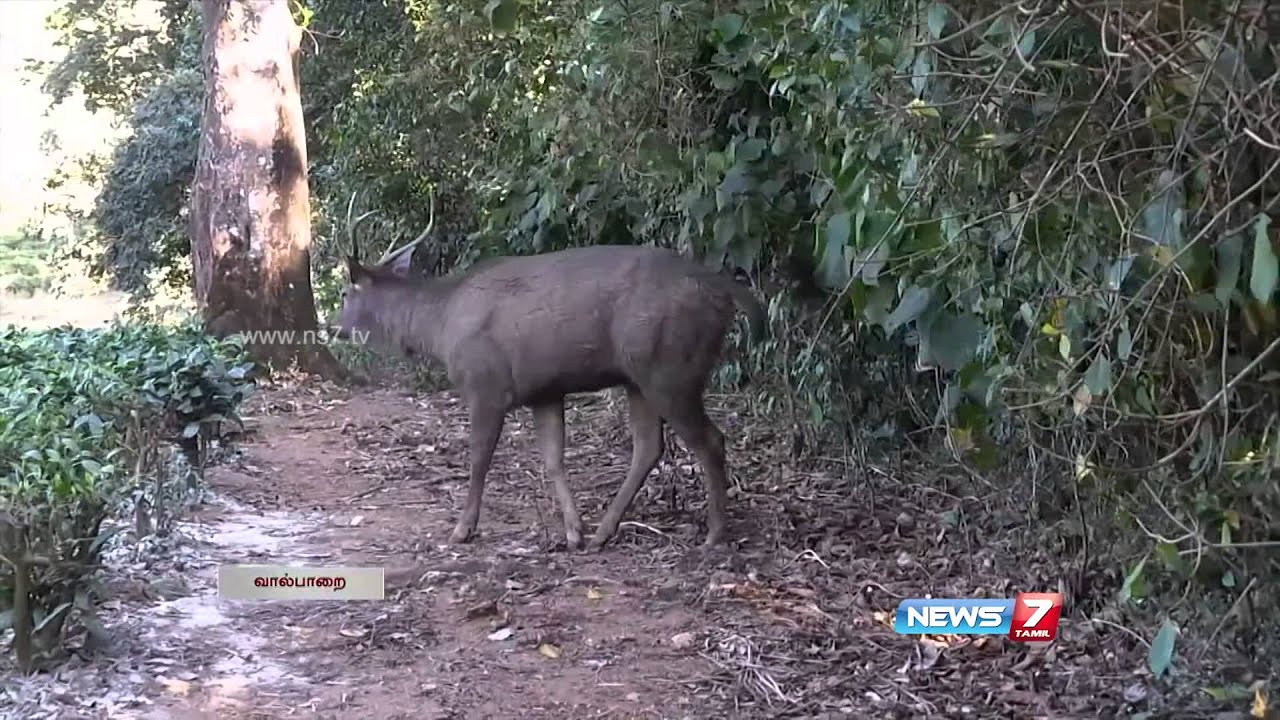 Forest animals enter the residential areas of Valparai - YouTube
