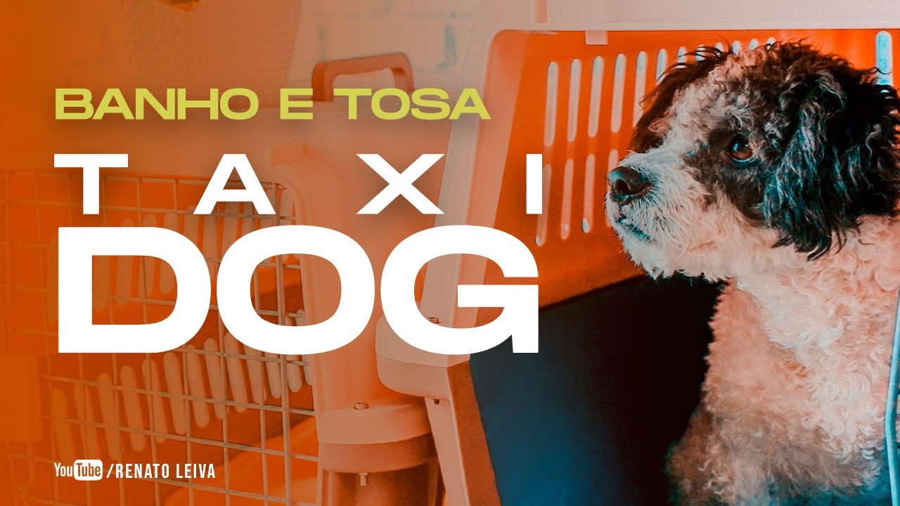 TAXI DOG | Banho e Tosa - YouTube