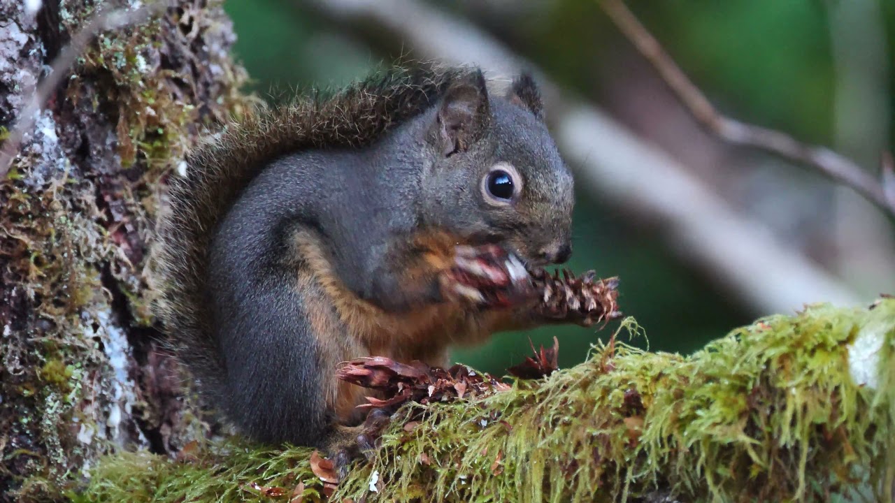 Douglas Squirrel - YouTube