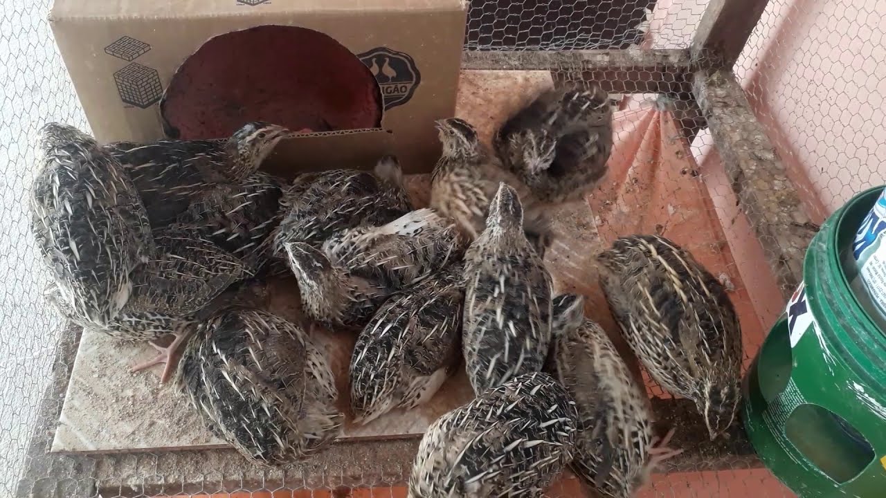 criação de codorna em casa - YouTube