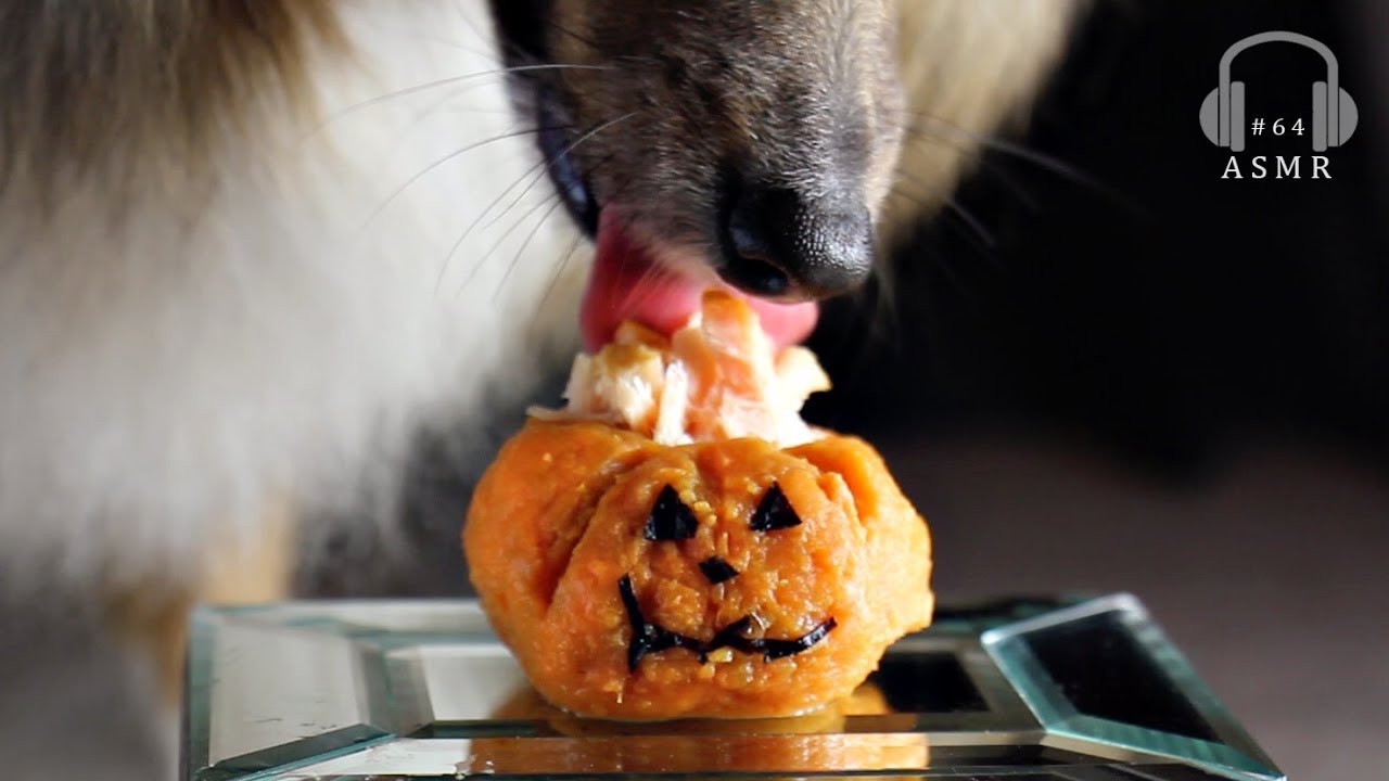 ASMR Halloween Dog Eating Sounds No Talking #64 👻🎃먹방 - YouTube