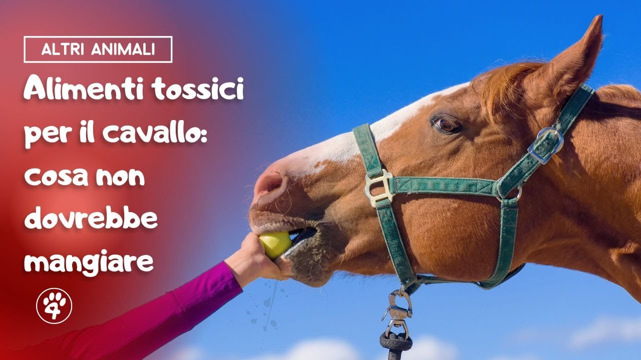 Alimenti tossici per il cavallo: cosa non dovrebbe mangiare ...