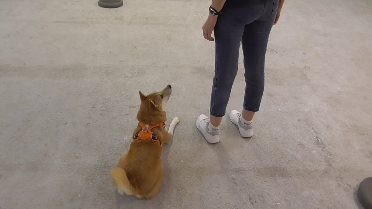 Simba down - YouTube