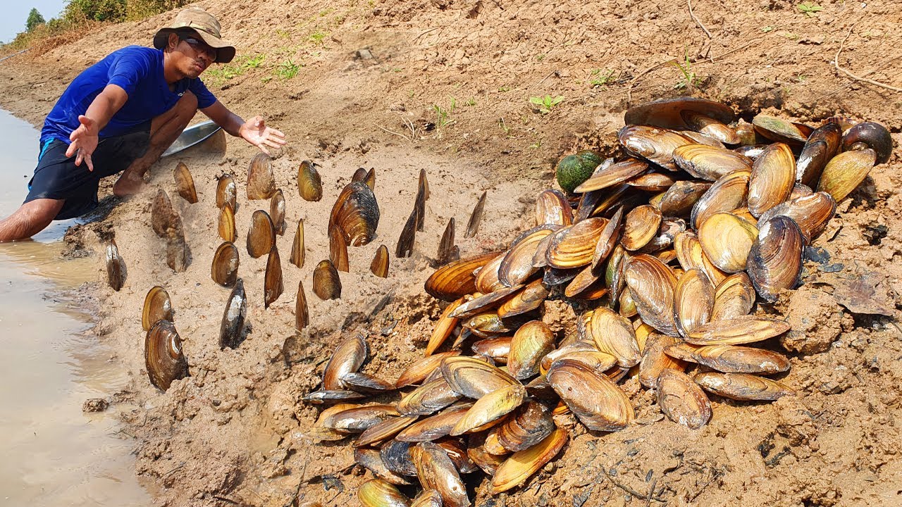 amazing fishing! a lots of clams in canal when dry water catch by best ...