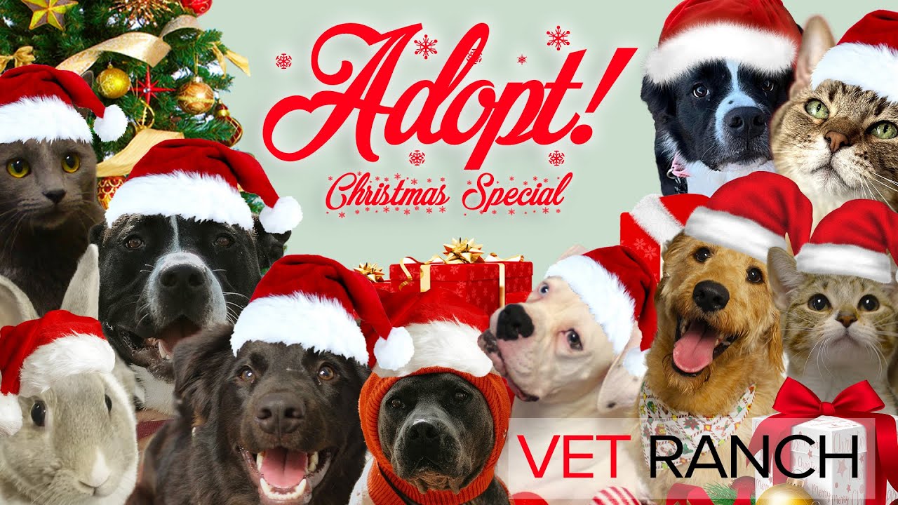 Merry Christmas from Vet Ranch! - YouTube