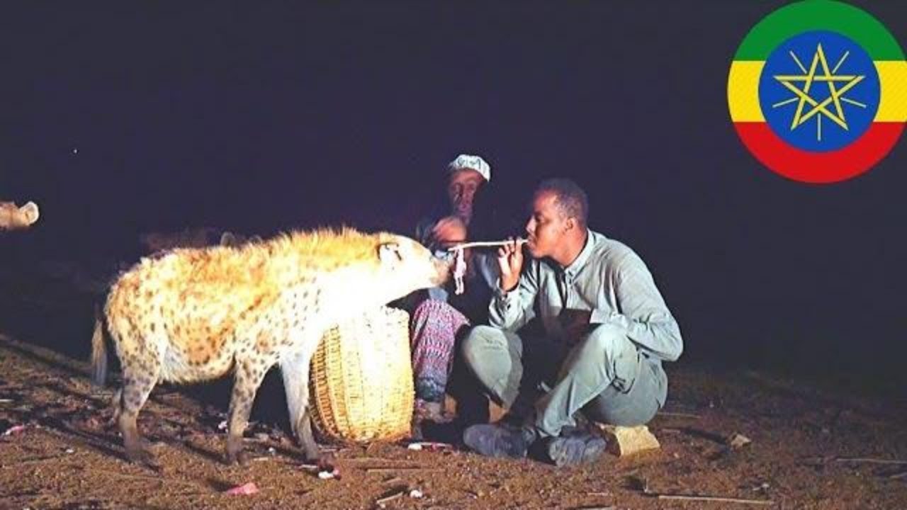 dhurwaa ama Waraabi iyo Geedi sahan - Magaalada HARAR - YouTube