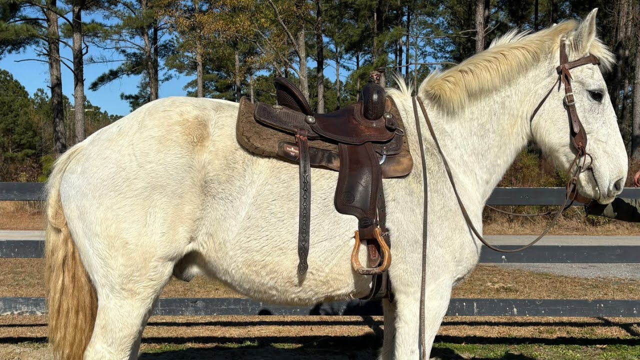 Grey Percheron riding - YouTube