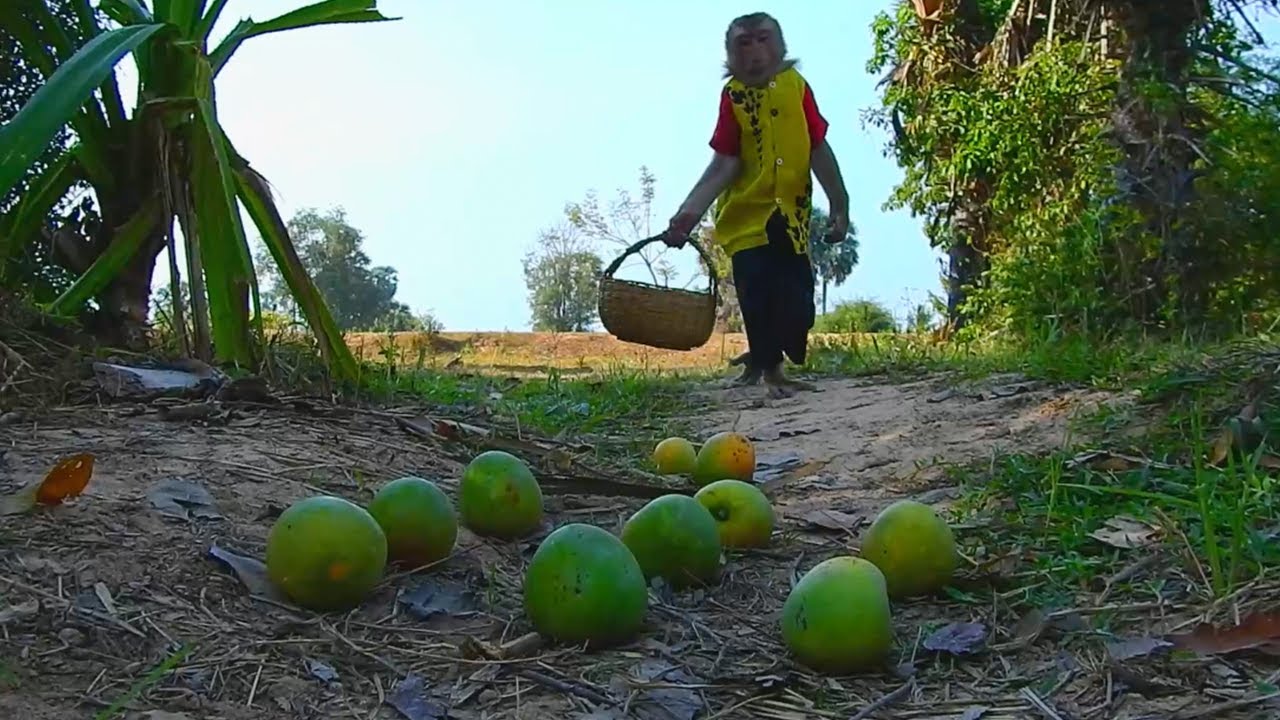 A Farmer SokYaa Wake Up Early To Catching Mango Back Home - YouTube