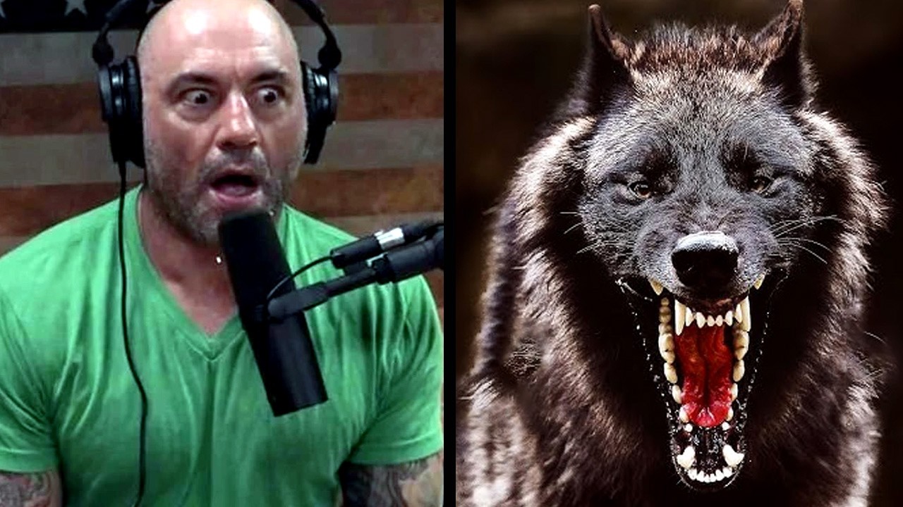 The Most Spine-Chilling Wolf Stories Ever Told on the Joe Rogan Podcast ...
