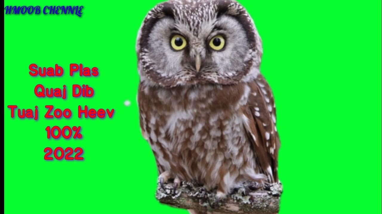 Suab Plas Quaj Dib Tuaj Zoo 100% ( 2022 - YouTube