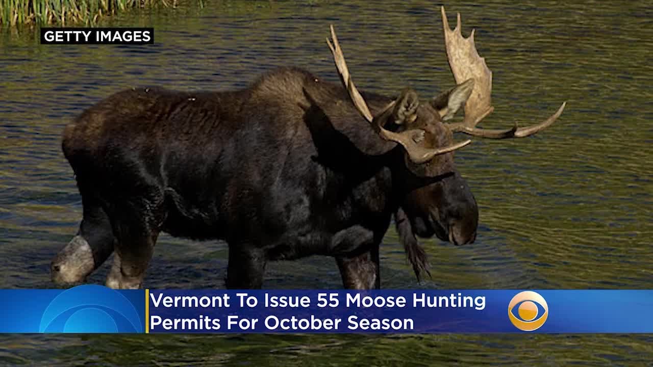 Vermont To Issue 55 Moose Hunting Permits For October Season - YouTube