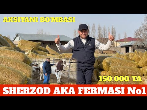 SHERZOD AKA SIMENTAL GREFORD BUQALARIGA AKSA 1+1 AKSIYA 