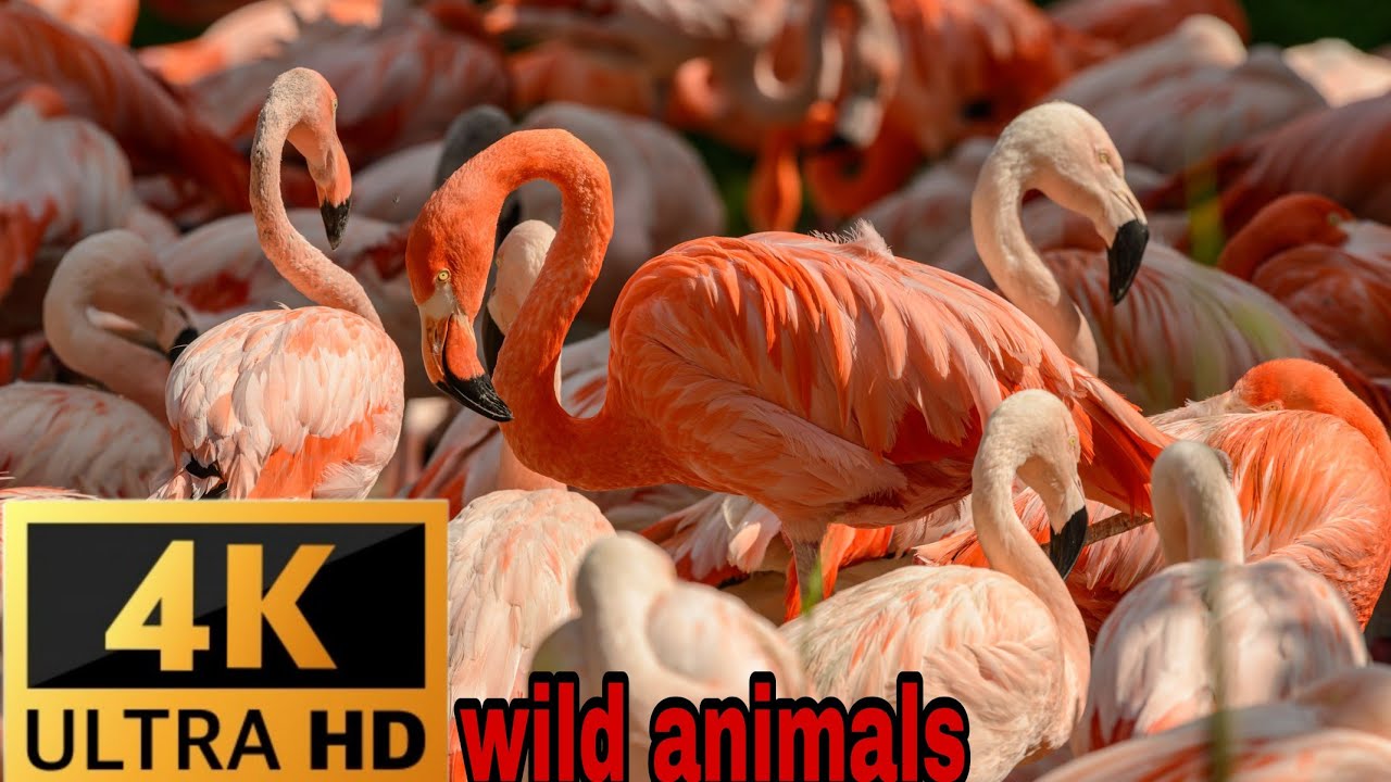 Ultimate Wild Animals Collection in 4K ULTRA HD / Animals TV | Animals ...