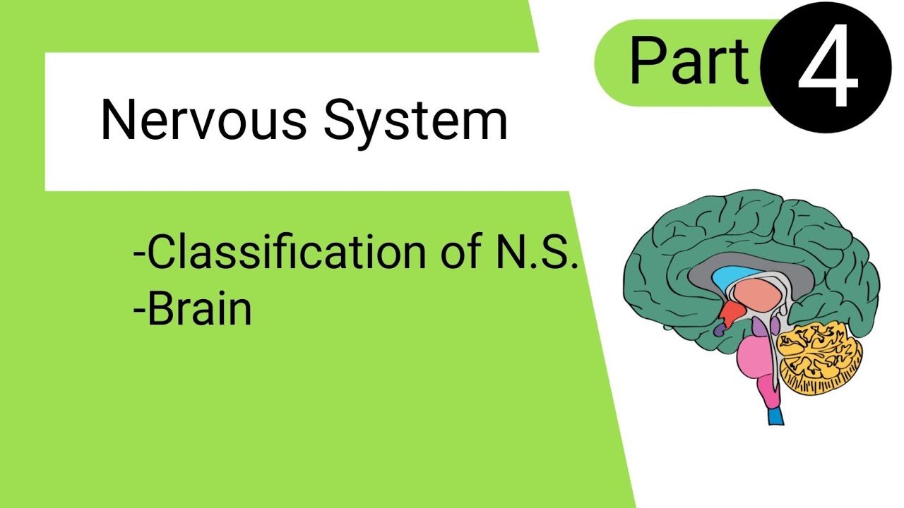 Human System for 10th class/ Nervous System(Part-4)/ Classification of ...