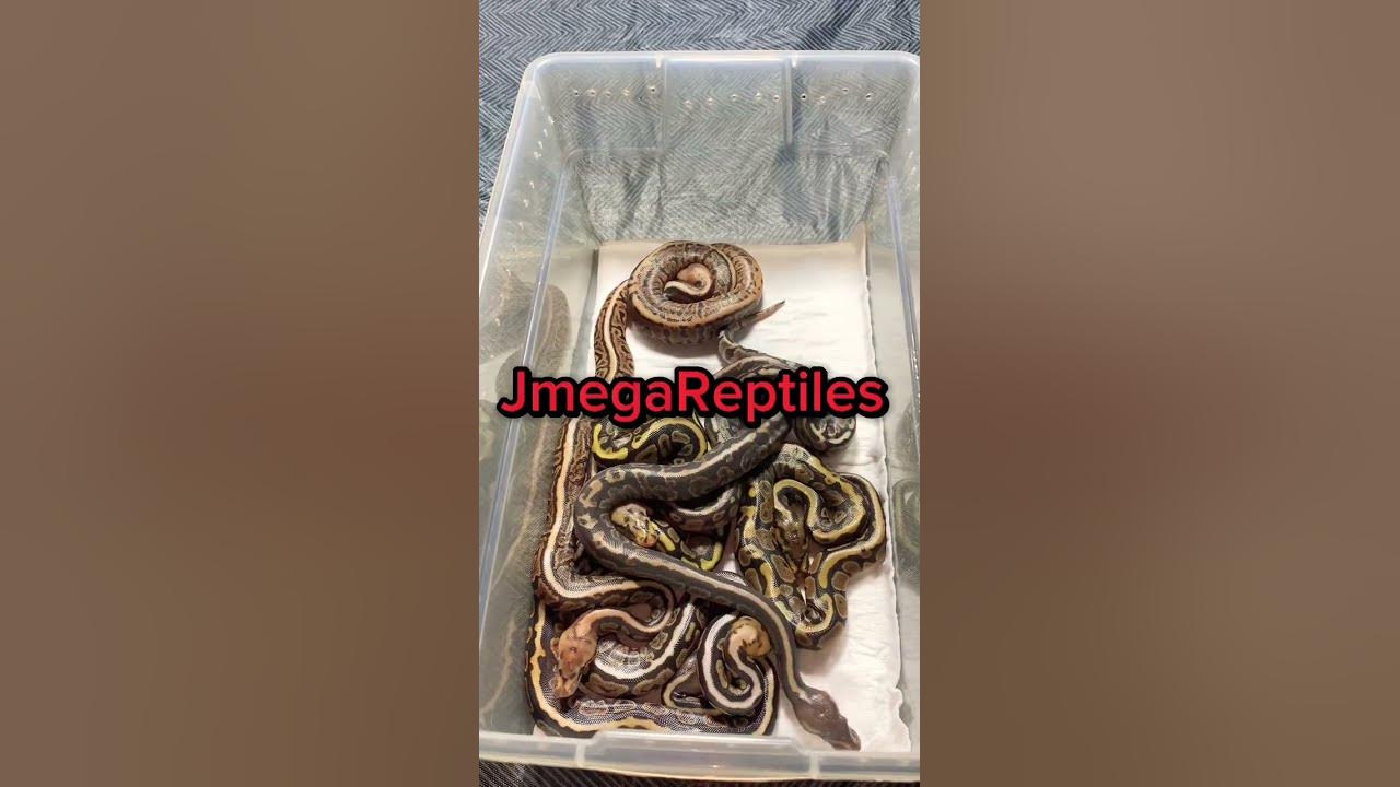 Clutch # 1 Update Before Shed Ball Python 2023’ - YouTube