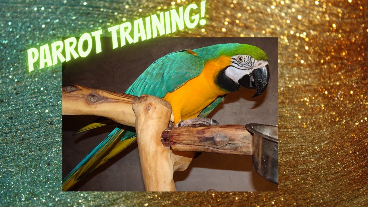 Blue and Gold Macaw-Trick Training with My Parrot! - YouTube