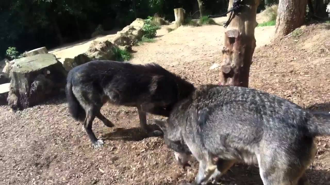Wolves at Colchester Zoo - YouTube