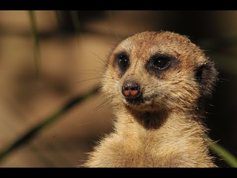 7 Most Shy Animals in Nature #shyanimals #animalfacts #cuteanimals # ...