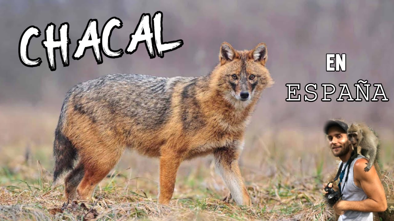 El CHACAL en España #Rewilding XII - YouTube