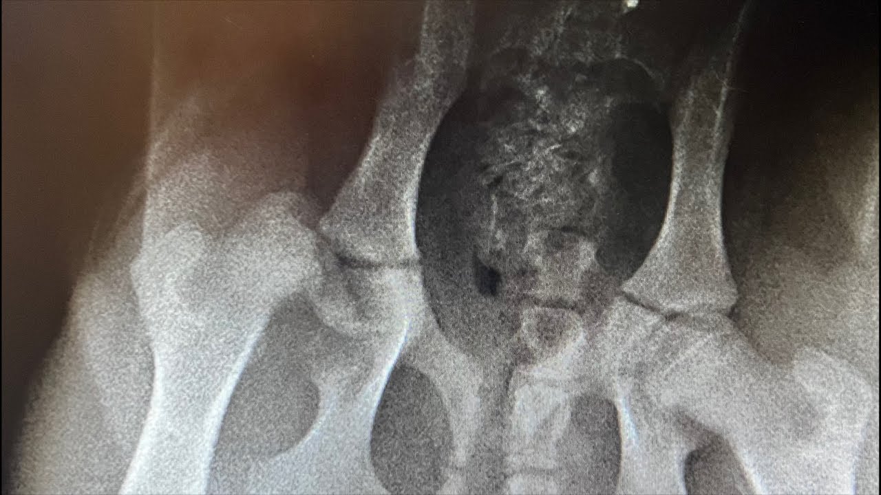 Capital physeal fracture in a puppy. - YouTube