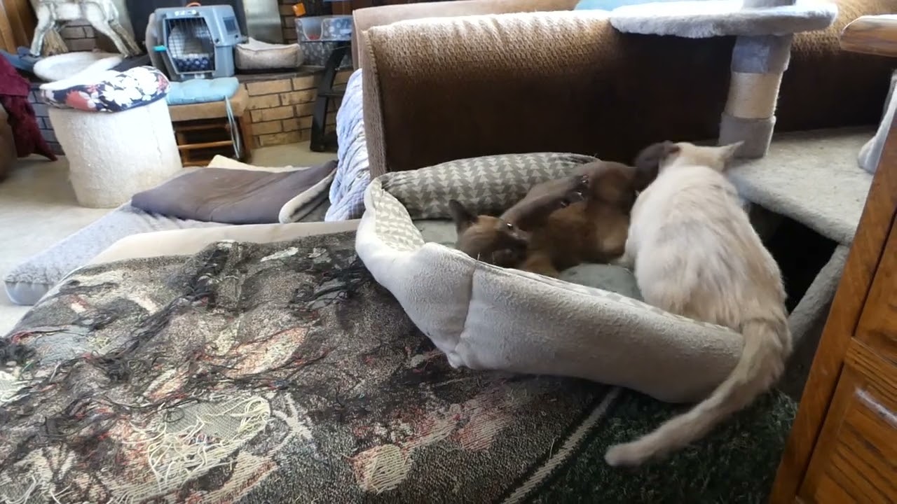 Joy and sable kitten playing - YouTube