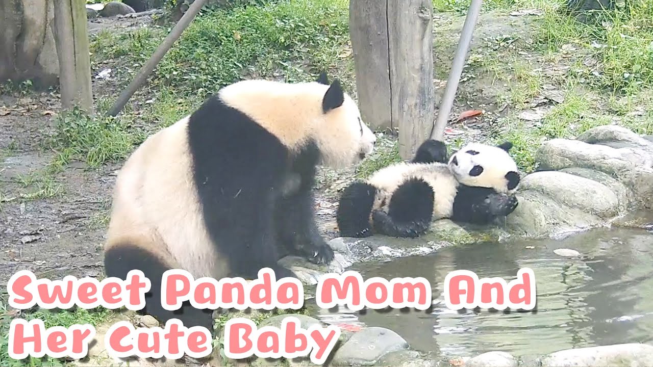 Panda Mom Will Always Be There Her Baby | iPanda - YouTube