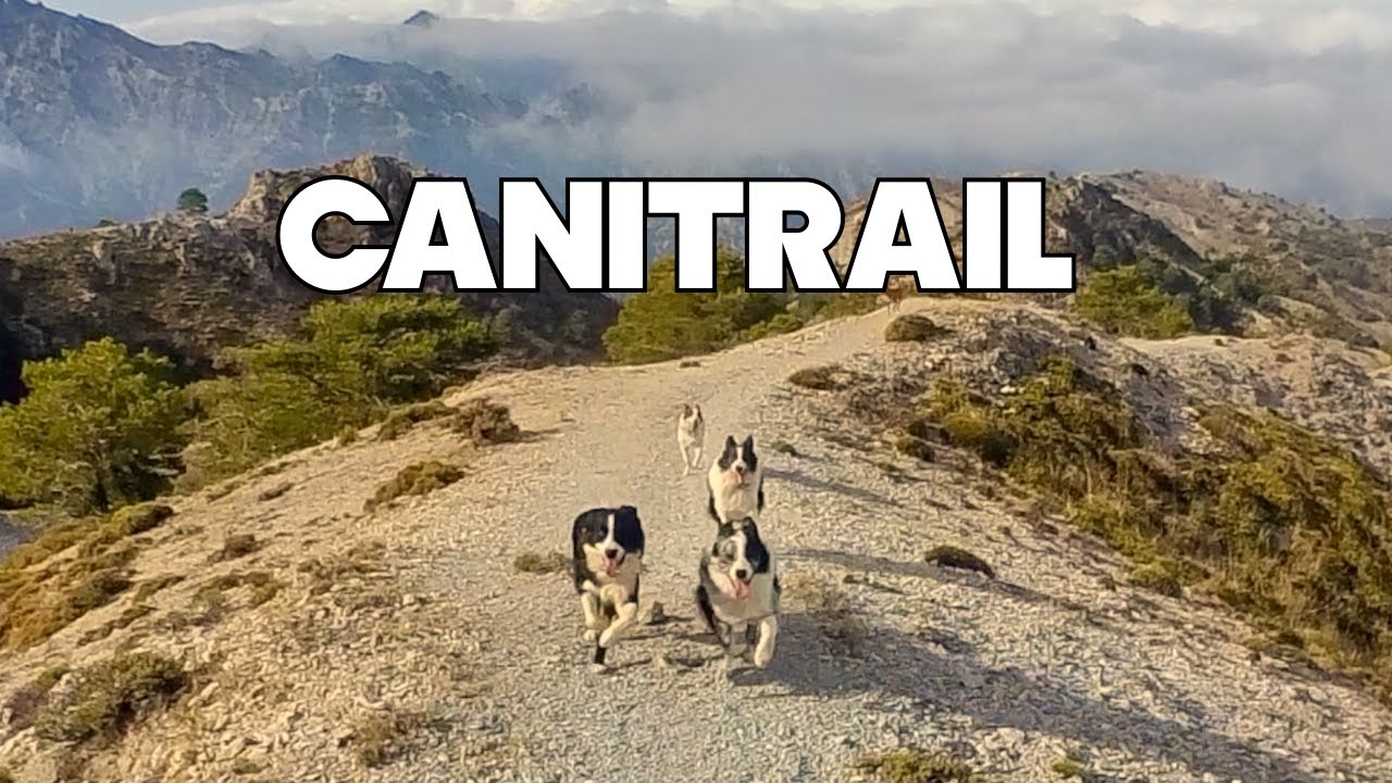 CANI TRAIL: - TRAIL RUNNING CON PERROS - CON ALHAMBRA MUSHING - YouTube
