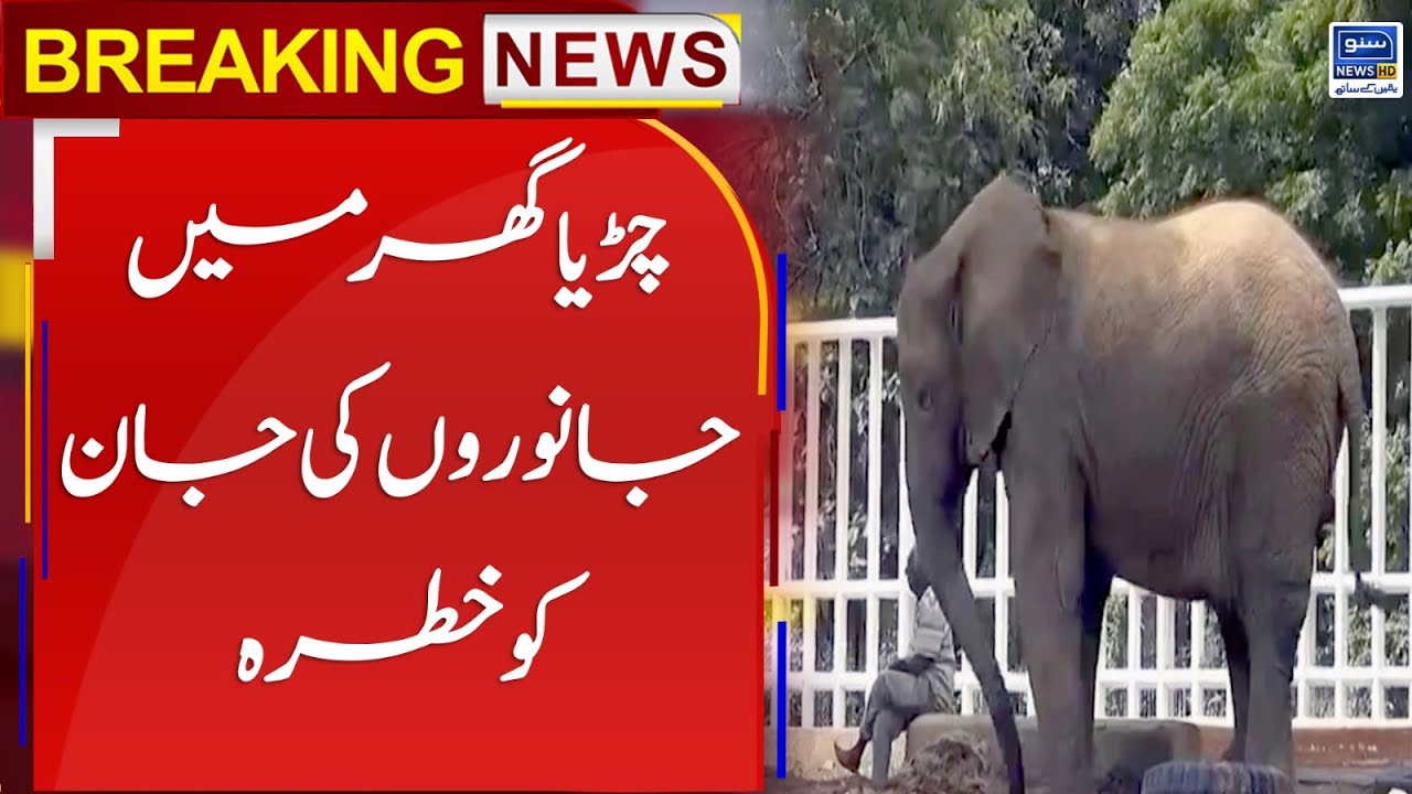 BREAKING NEWS | Animals Lives are at Risk in Karachi Zoo | 3 June 23 ...