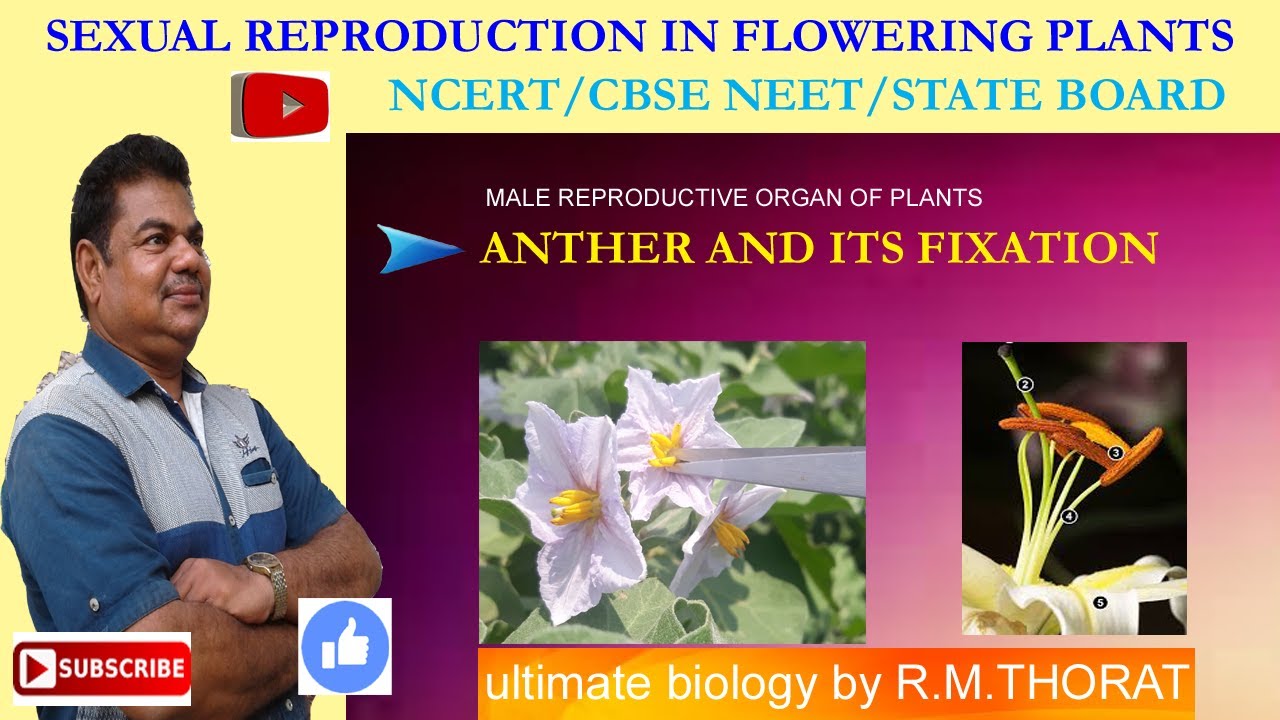 STRUCTURE OF ANTHER AND ANTHER FIXATION sexual reproduction in ...