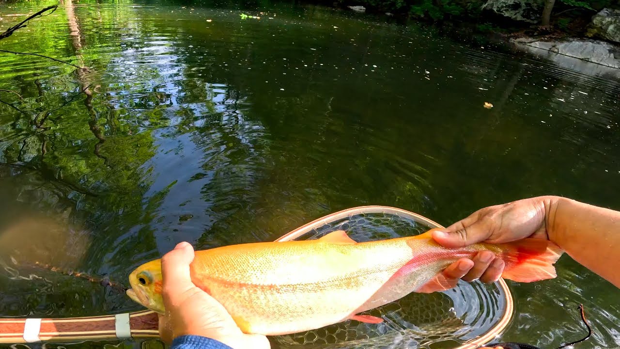 finally sight-fished a big 18-inch golden! PA trout fishing - YouTube