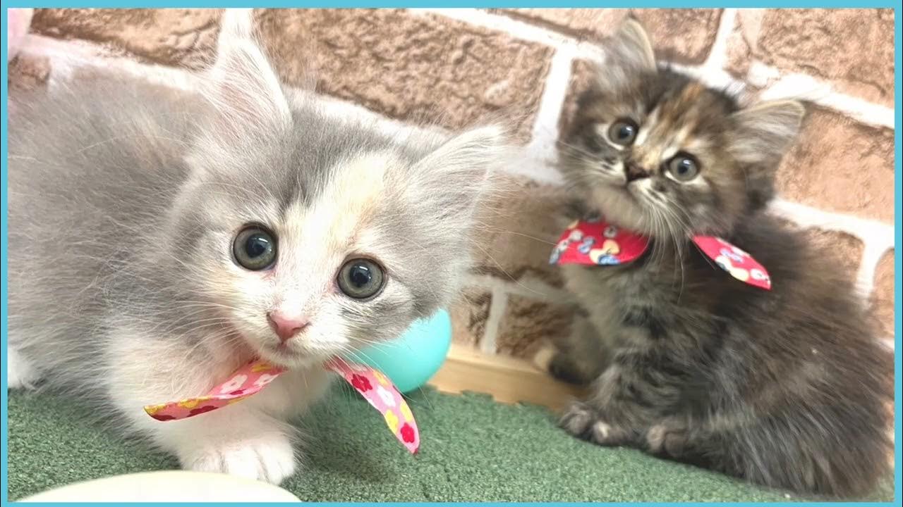 ペットショップCOO&RIKU No00696979(ミヌエット) - YouTube