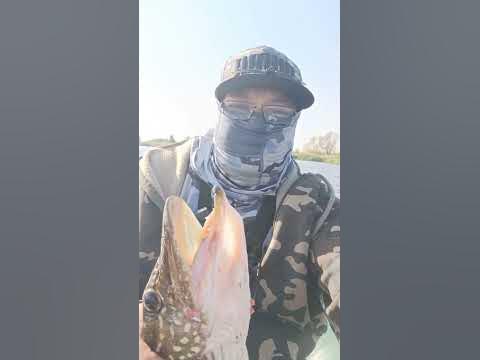 Ито Шайнер щукоголик... Опять выручает.. #эльдорадофишинг # ...