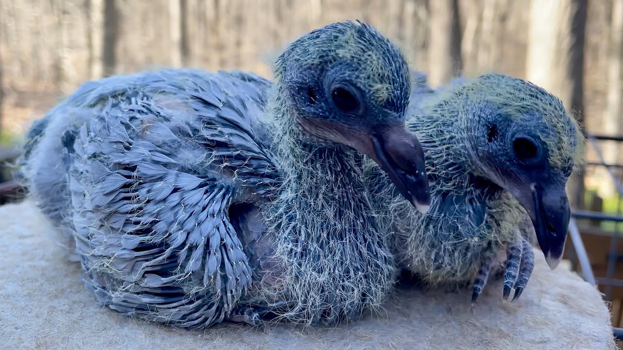 12 Day Old Pigeons. Halover and Shirocco GFL Bloodlines - YouTube
